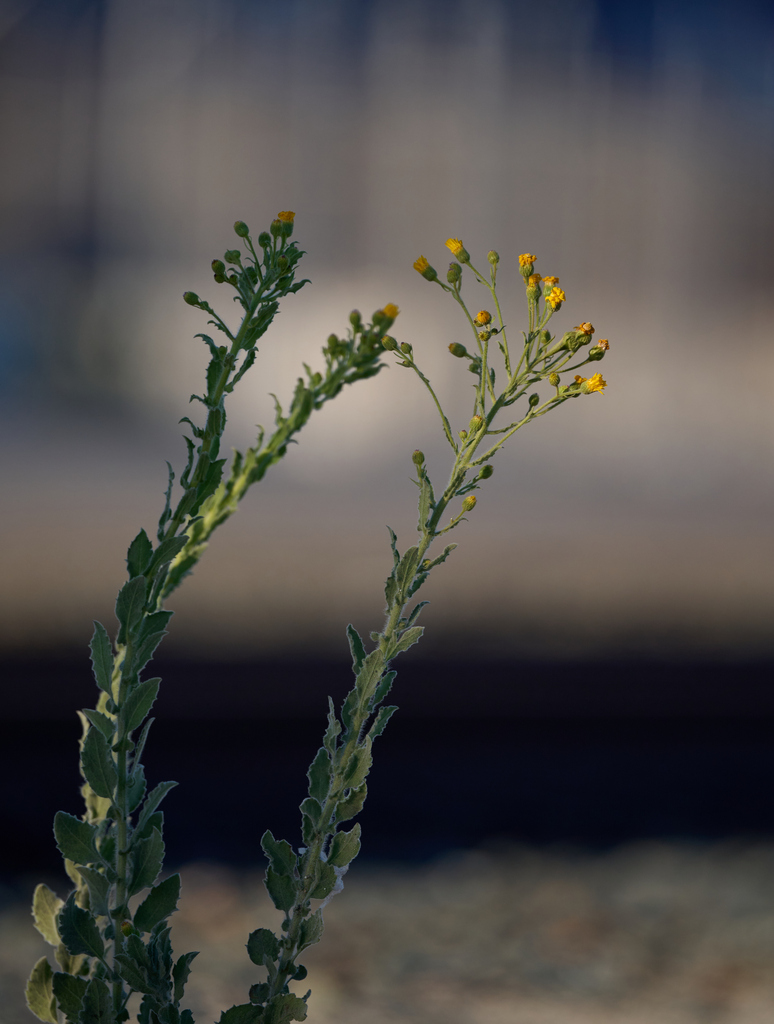 Telegraphweed from Oakland, CA, USA on July 16, 2022 at 07:26 PM by ...