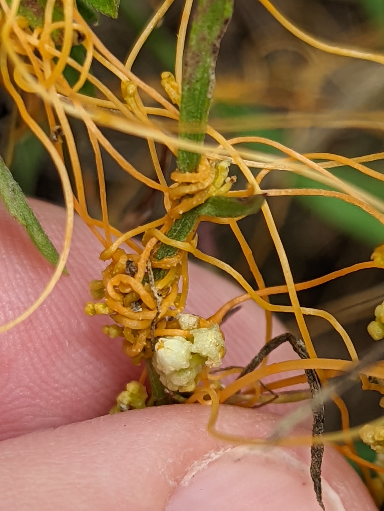 Cuscuta pentagona Engelm.