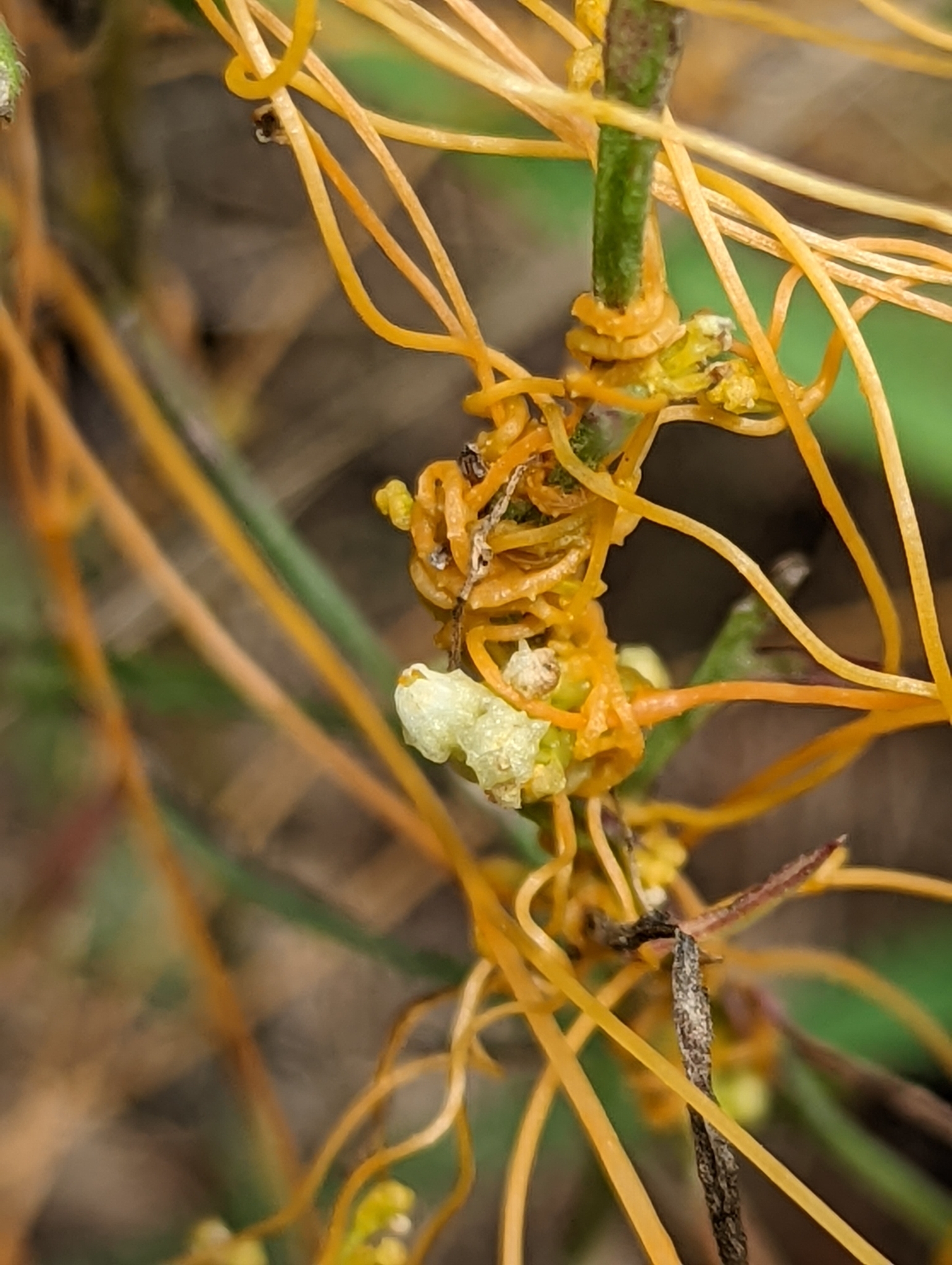 Cuscuta pentagona Engelm.