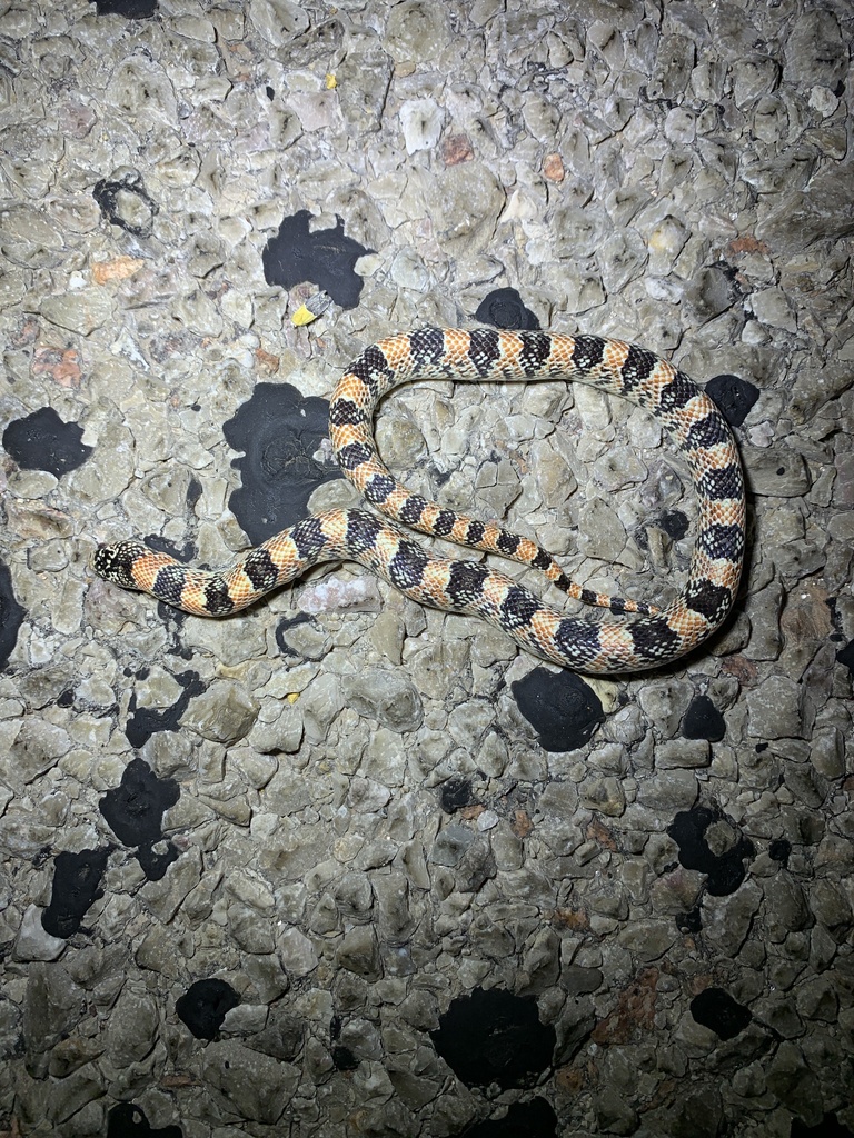 Long-nosed Snake in July 2022 by Michael Price · iNaturalist