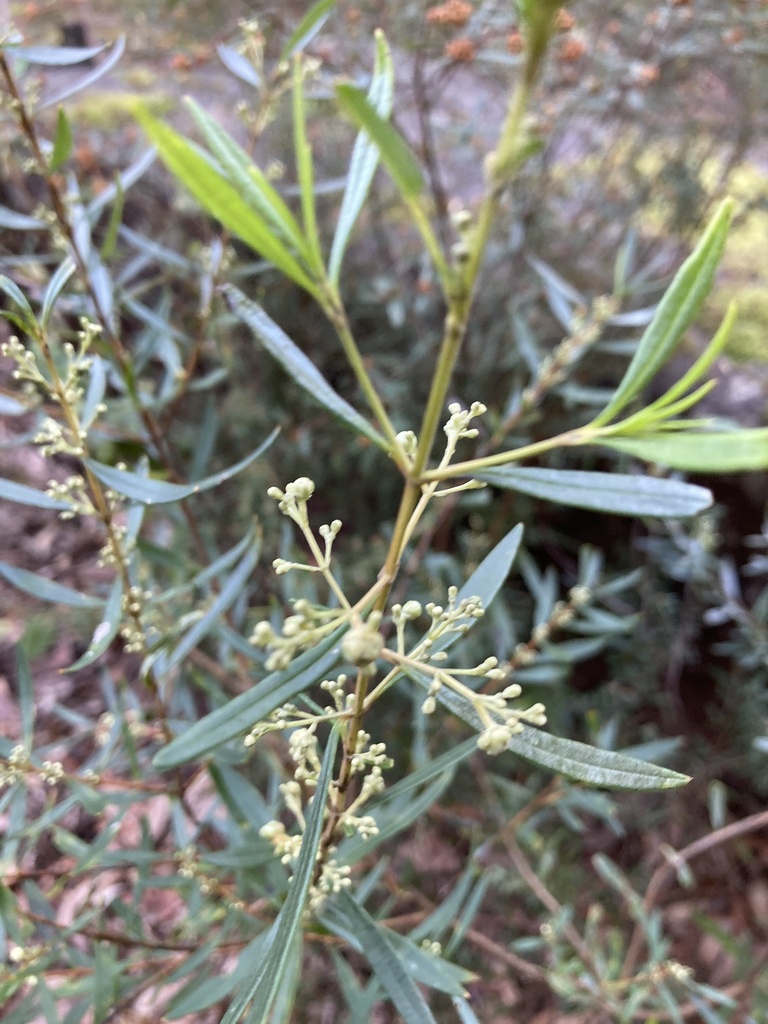 Logania albiflora from Yellomundee Regional Park, Warrimoo, NSW, AU on ...