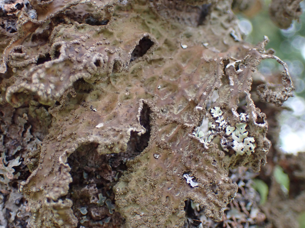 Tree Lungwort from Bamfield, BC, Canada on July 16, 2022 at 06:40 PM by ...