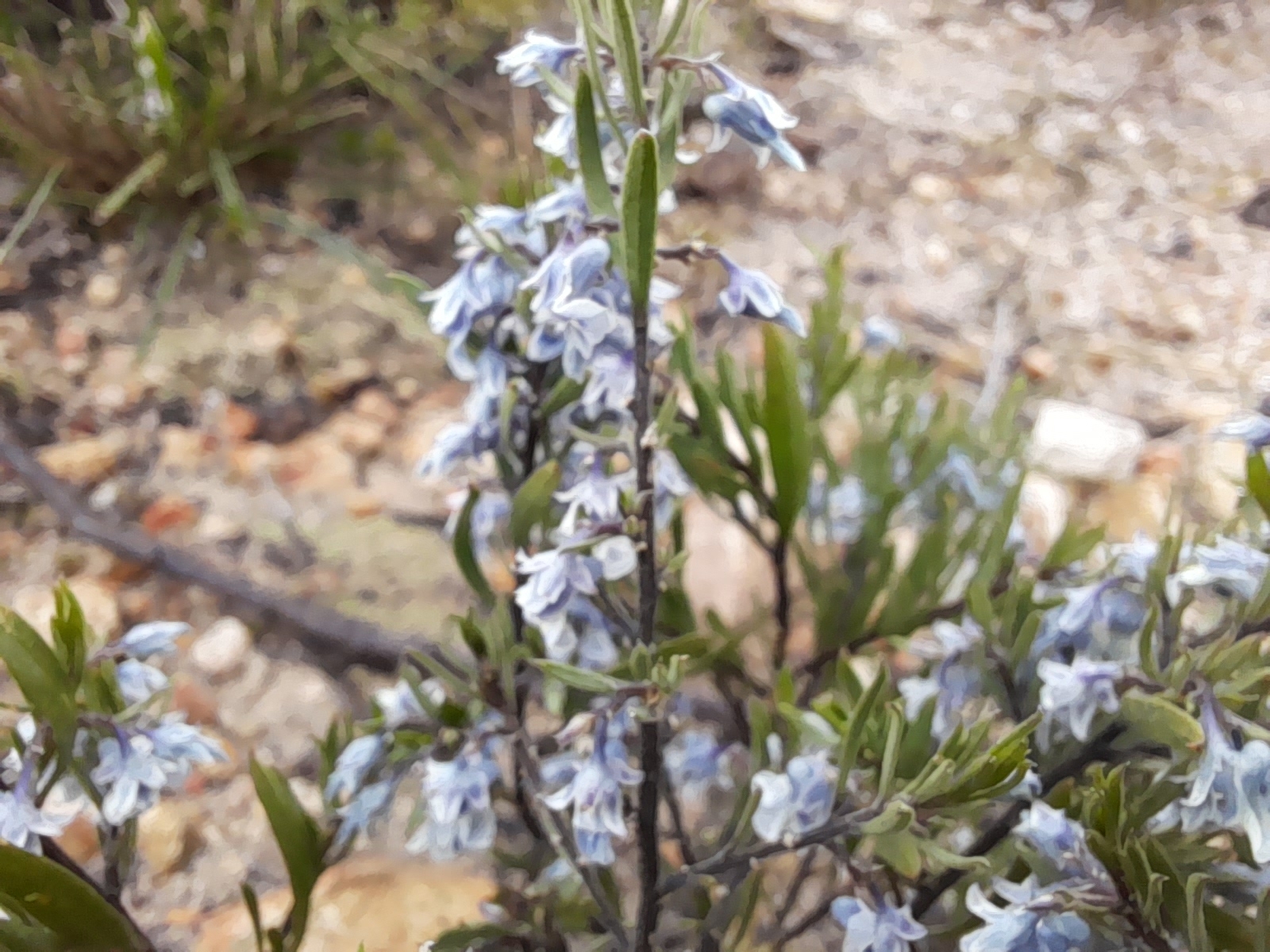 Pigea floribunda (Lindl.) Lindl.