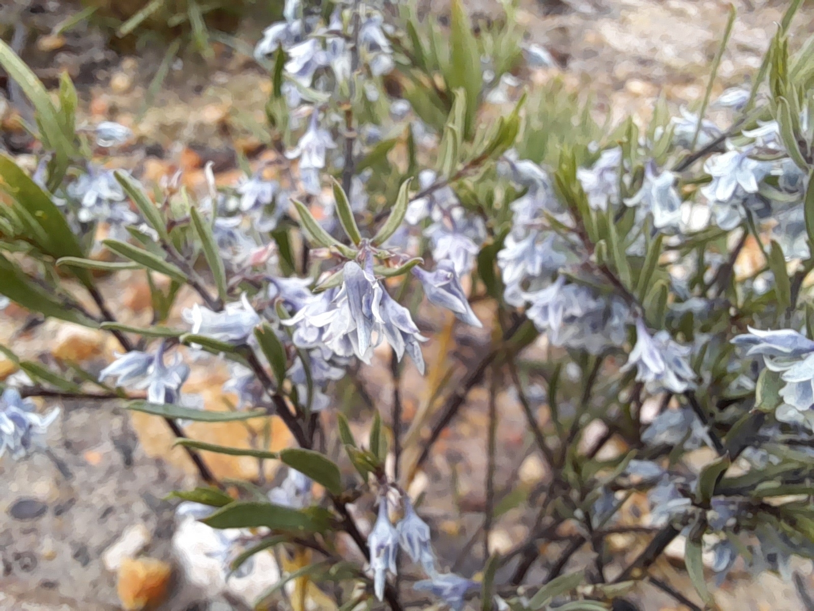 Pigea floribunda (Lindl.) Lindl.