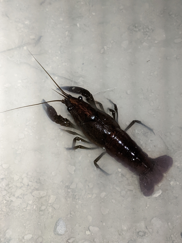 Everglades Crayfish from Clewiston, FL 33440, USA on July 9, 2022 at 04 ...