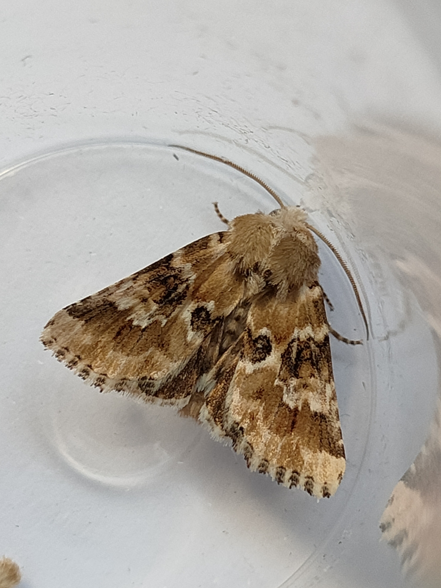 Eremobia ochroleuca (Denis & Schiffermüller), 1775