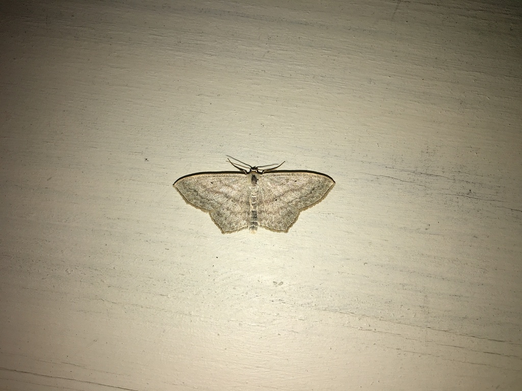 Sub-angled Wave from Sariai, Lithuania on July 17, 2022 at 12:43 AM by ...