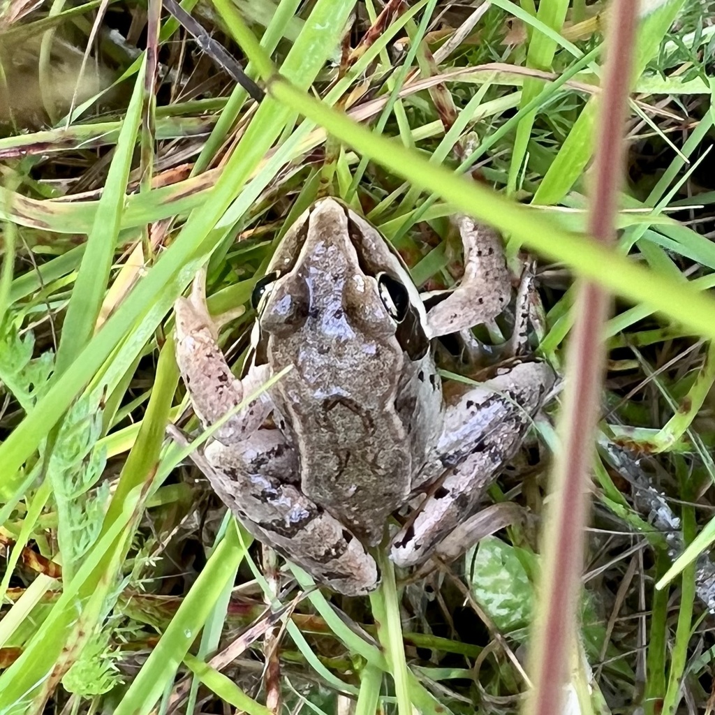 Moor Frog from Mörhult, Vislanda, Kronobergs län, SE on July 17, 2022 ...