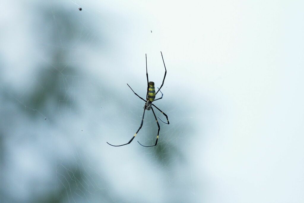 Joro Spider from latpanchar, West Bengal, India on December 12, 2014 at ...