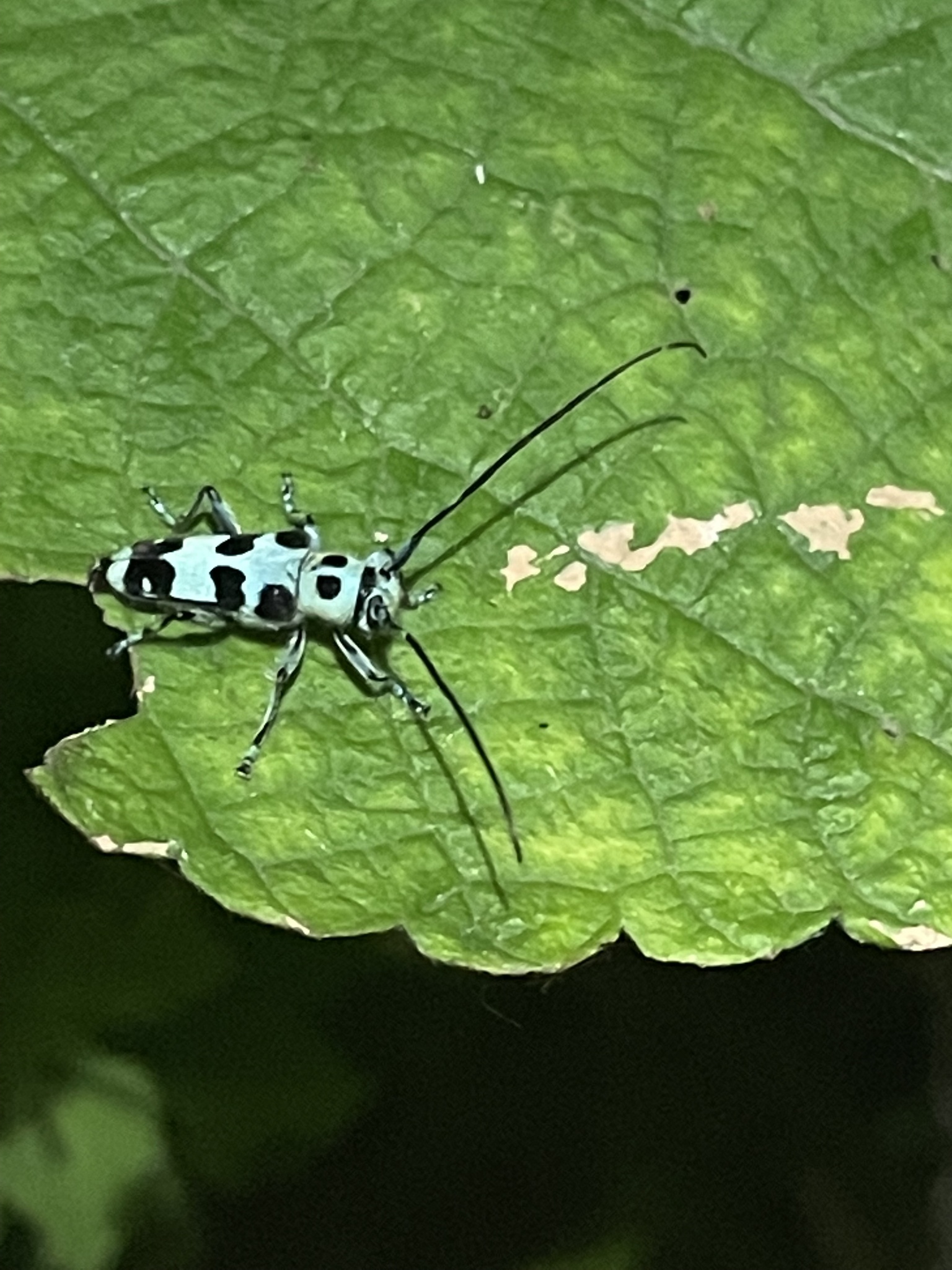 Paraglenea fortunei (Saunders, 1853)