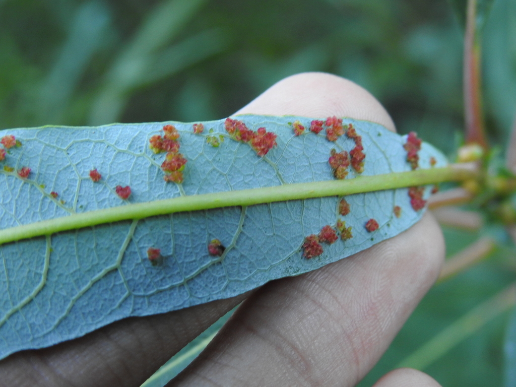 Western Red Willow Mite from Contra Costa County, CA, USA on July 16 ...