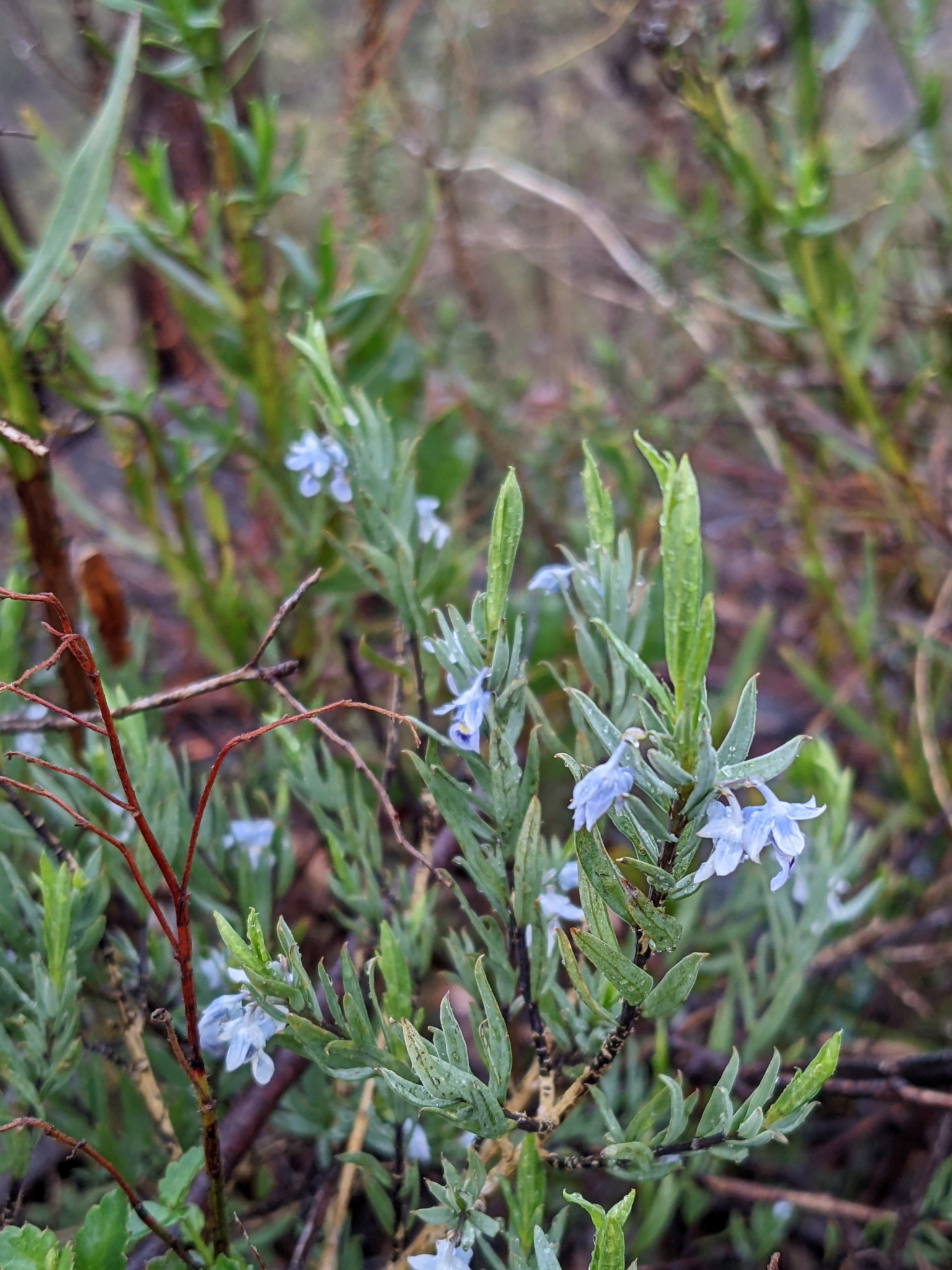 Pigea floribunda (Lindl.) Lindl.