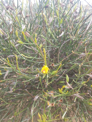 Jacksonia angulata · iNaturalist