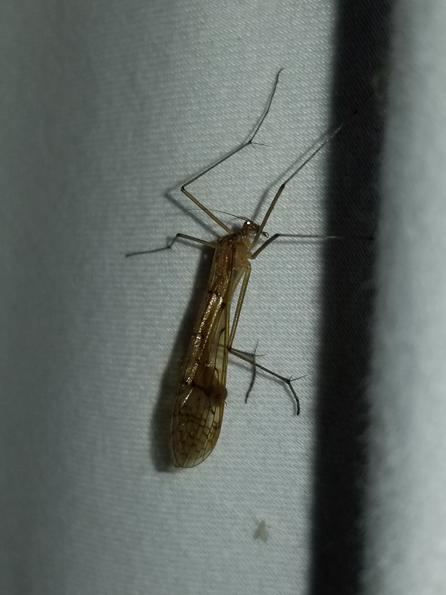 Bittacus strigosus Hagen, 1861