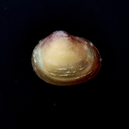 Lasaea undulata · iNaturalist