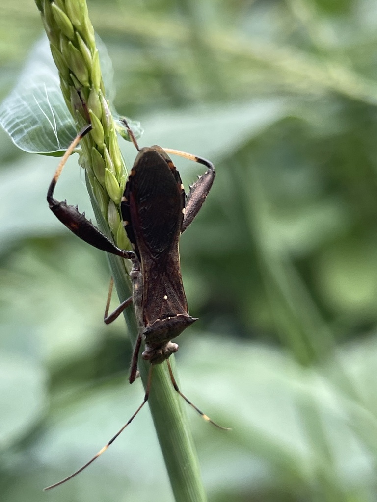 Riptortus pedestris from Kamariyahigashi 4-Chōme, Kanazawa, Yokohama ...