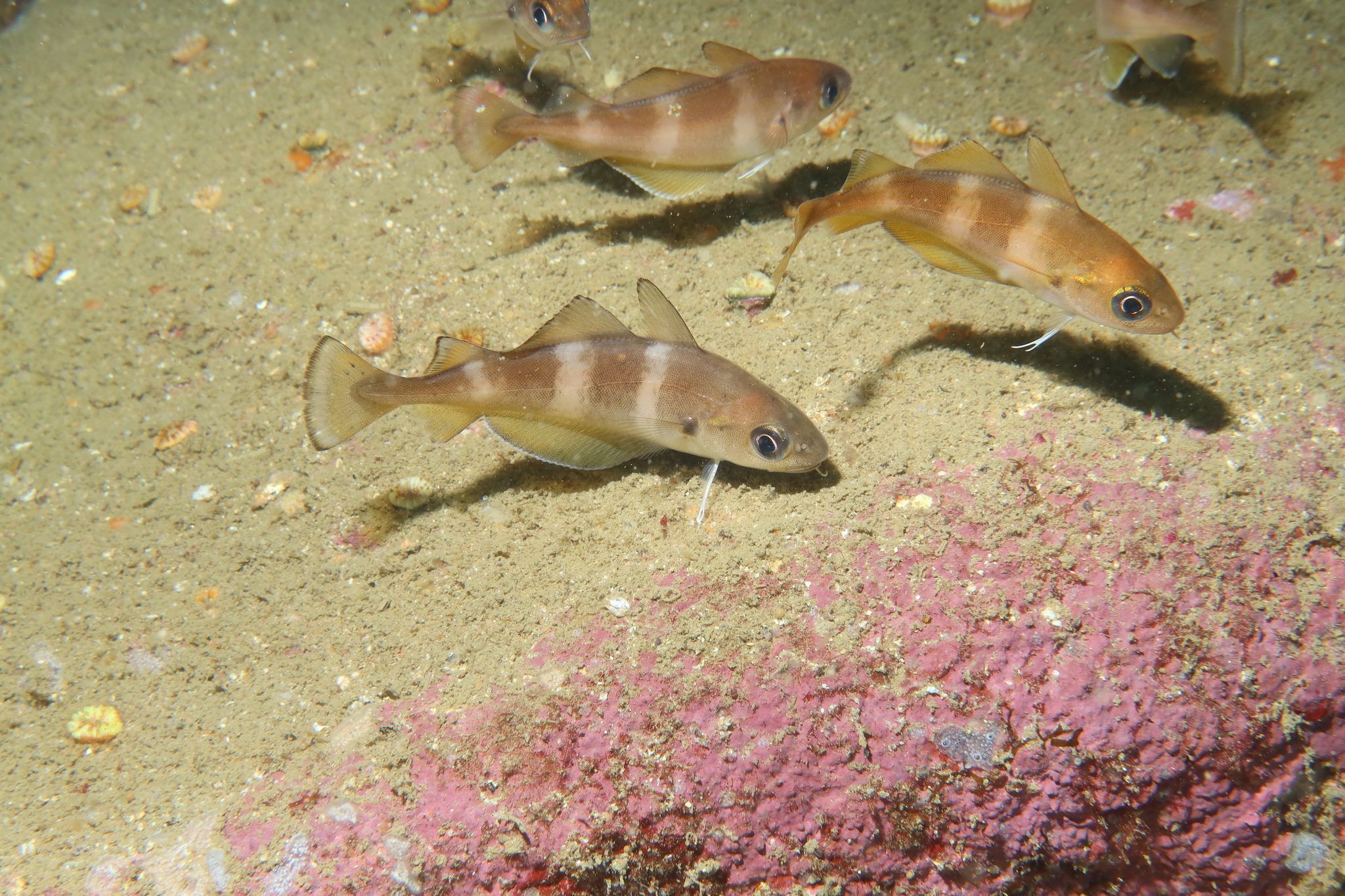 Trisopterus luscus (Linnaeus, 1758)