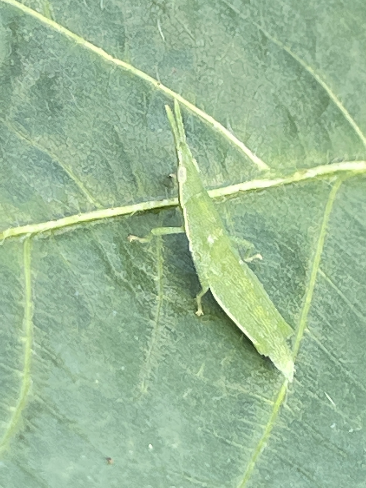 Atractomorpha lata (Mochulsky, 1866)