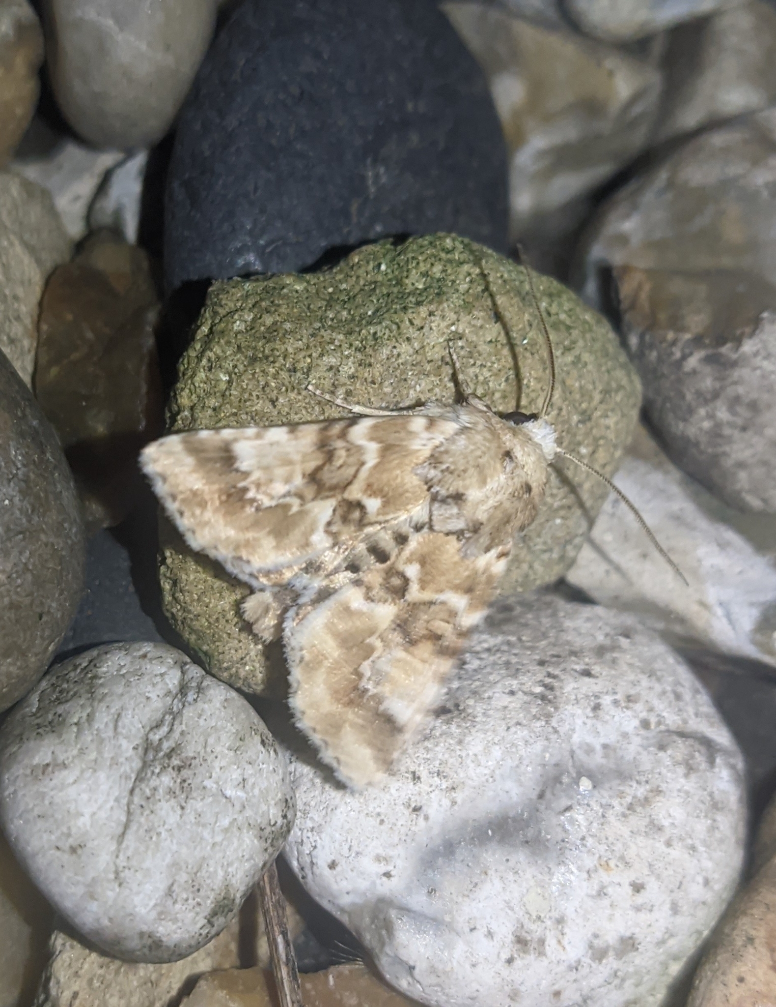 Eremobia ochroleuca (Denis & Schiffermüller), 1775