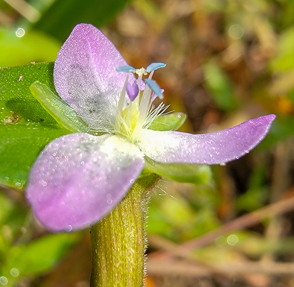 marsh dewflower (Commelinaceae (Spiderwort) of the Pacific Northwest ...
