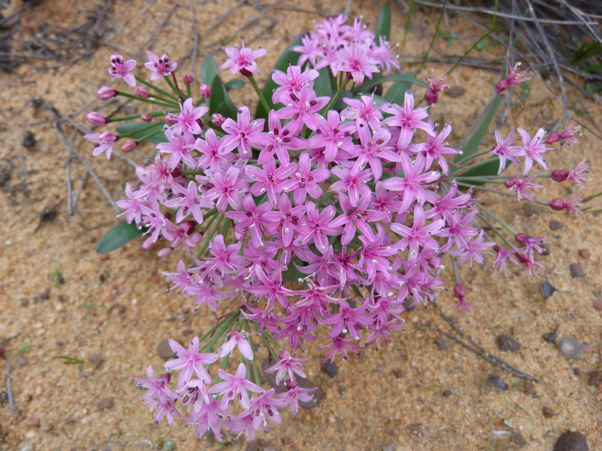 Hessea breviflora Herb.
