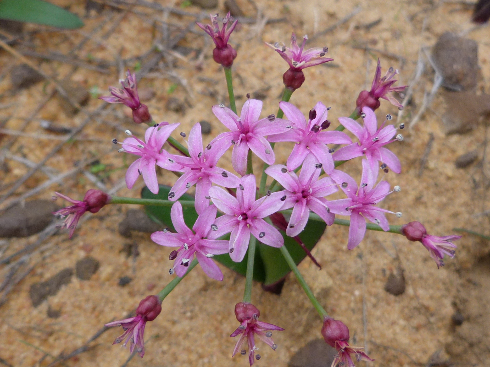 Hessea breviflora Herb.