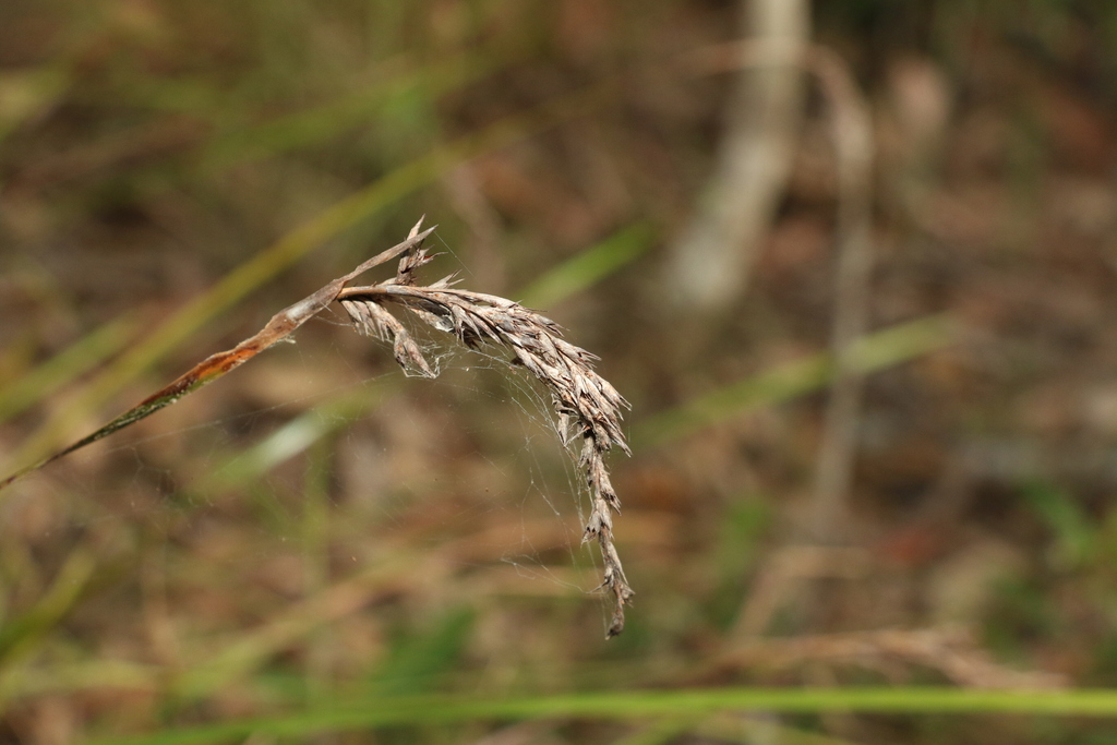 variable sword-sedge from Stretton-Karawatha, Queensland, Australia on ...