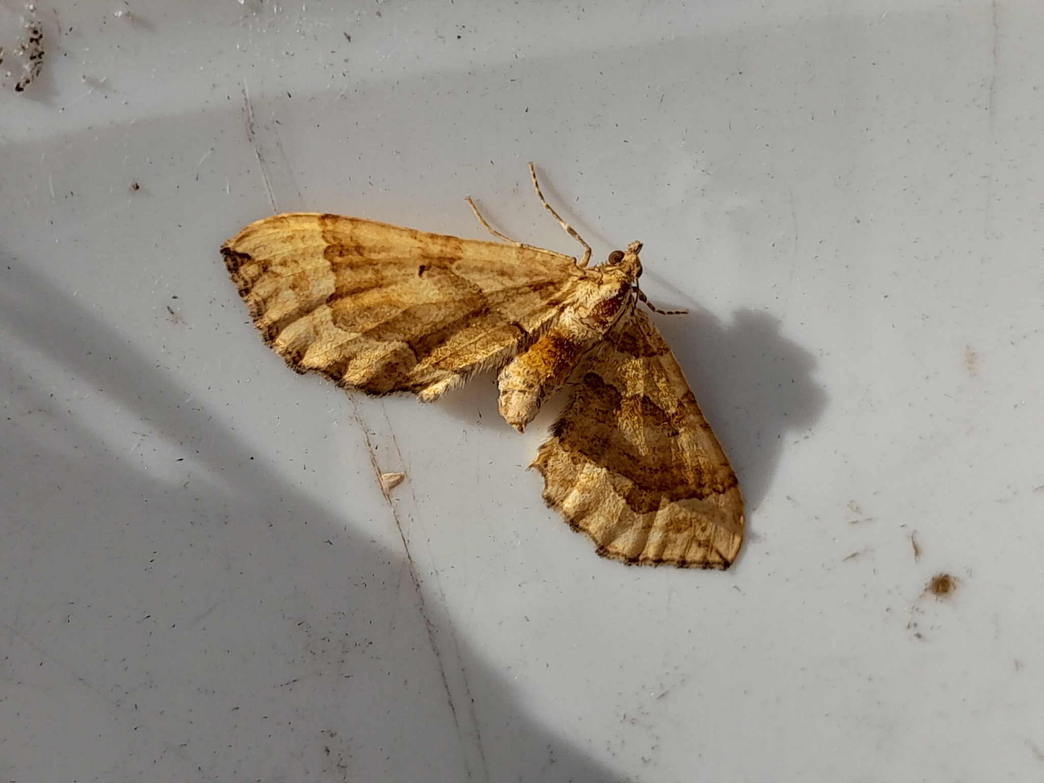 Pelurga comitata (Linnaeus, 1758)