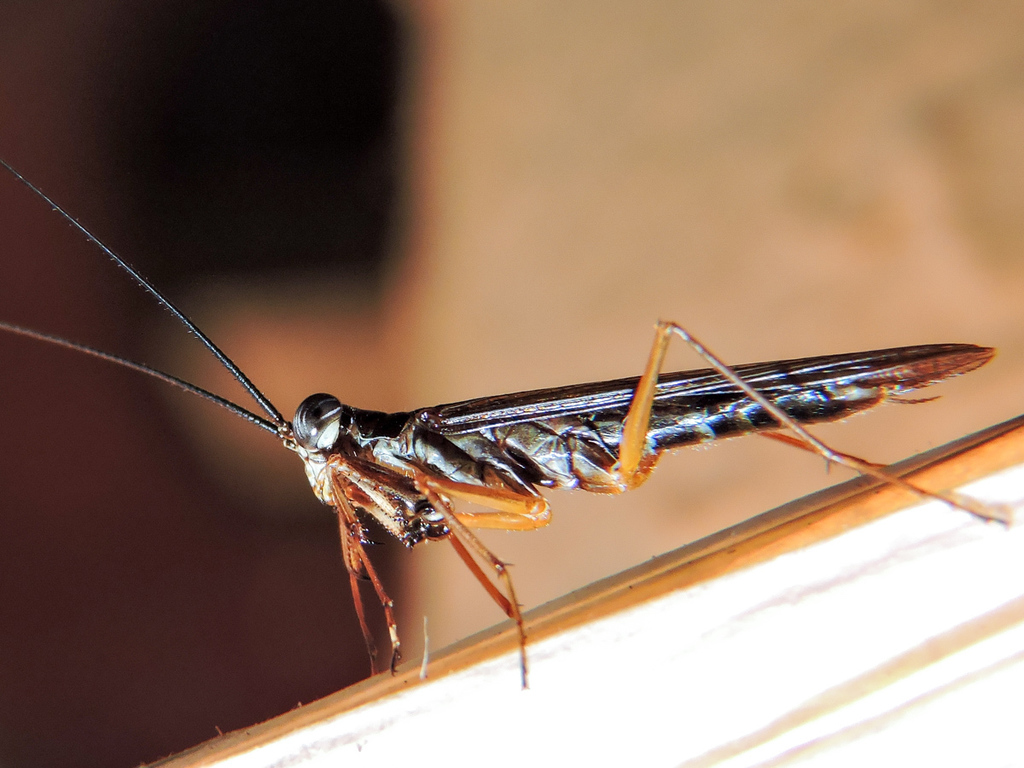 Little Yucatán Mantis (Mantoida maya) (Mantids of the United States ...