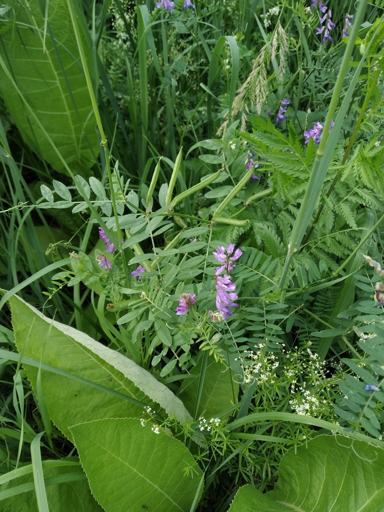 tufted vetch from Цивильский район on July 17, 2022 at 12:41 PM by ...