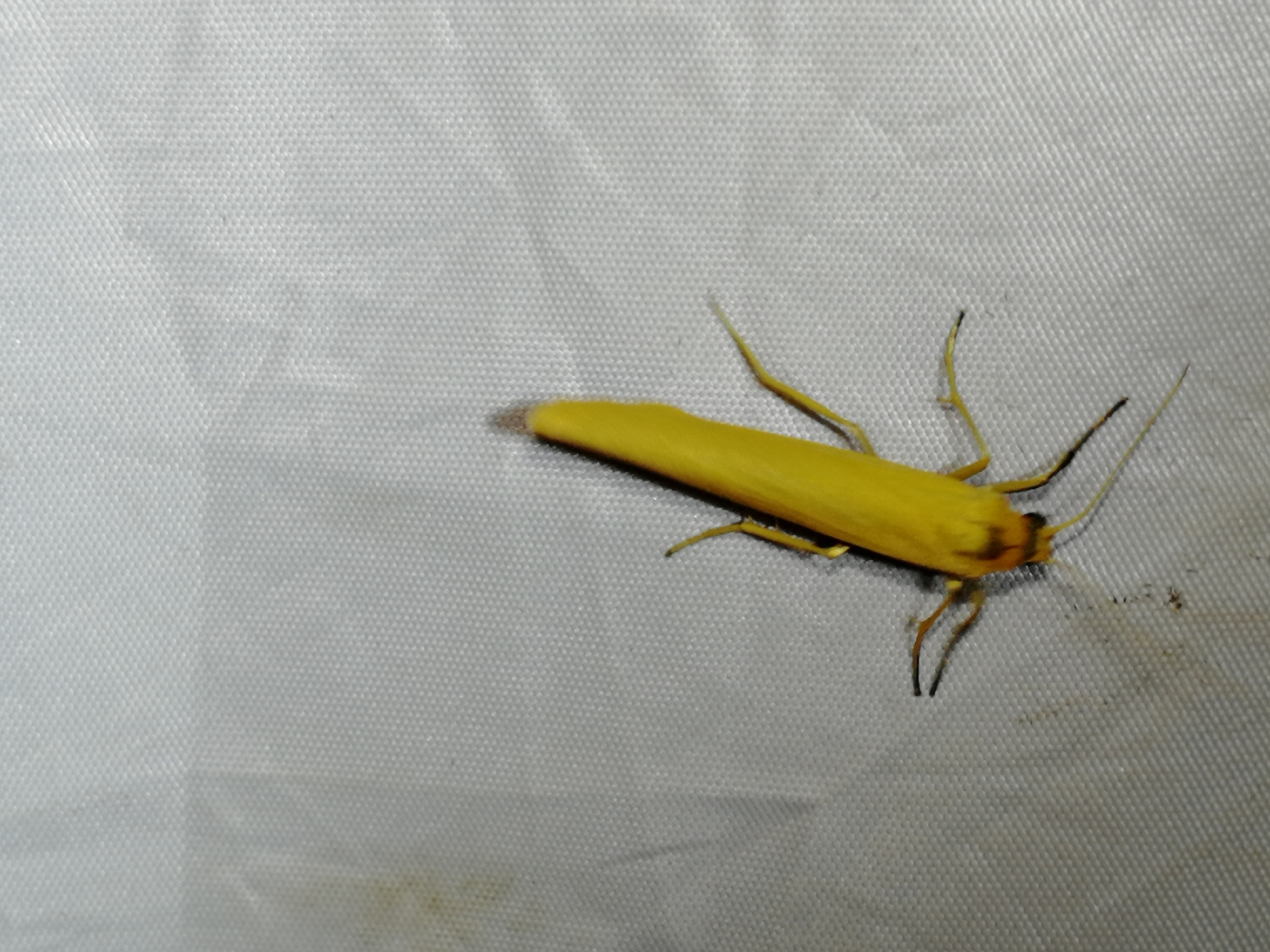 Eilema lutarella Linnaeus, 1758