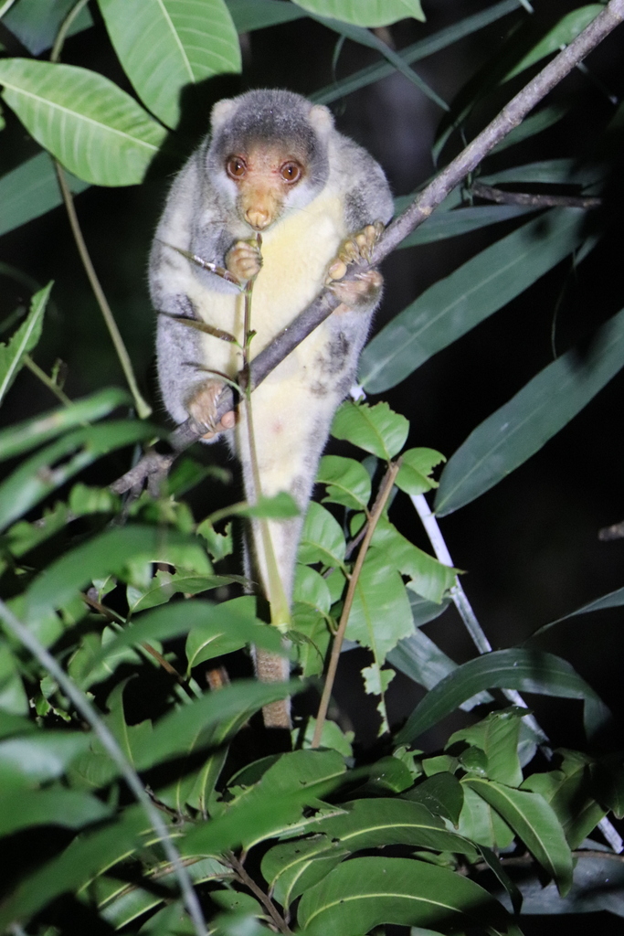 Common Spotted Cuscus from Lockhart QLD 4892, Australia on July 15 ...