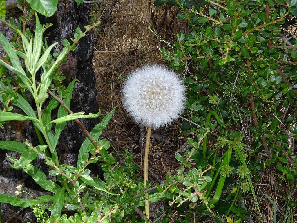 mountain dandelion from Sonoma, California, United States on July 07 ...