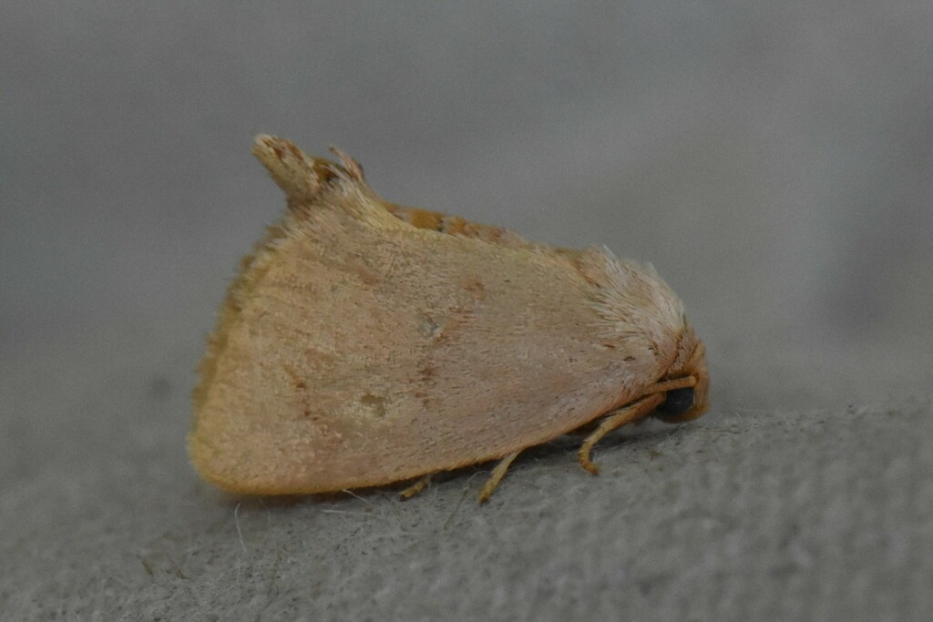Red-crossed Button Slug Moth from Leeds and Grenville United Counties ...