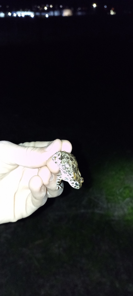 Sand Toad from City of Cape Town, ZA-WC, ZA on July 16, 2022 at 08:50 ...