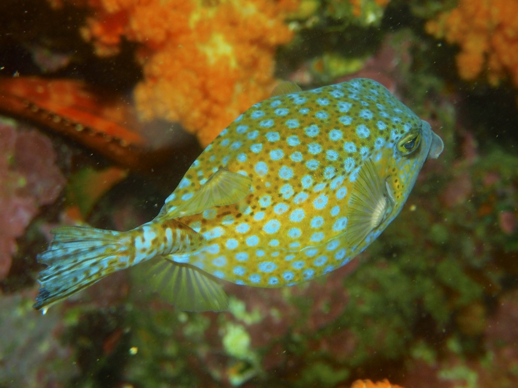 Blue-spotted Boxfish (Ostracion immaculatum) - Marine Life Identification
