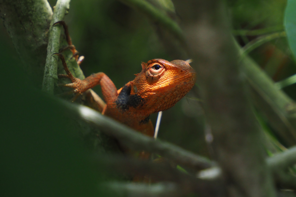 Calotes wangi hainanensis from 中國海南省瓊中黎族苗族自治縣 on June 19, 2022 at 12:49 ...