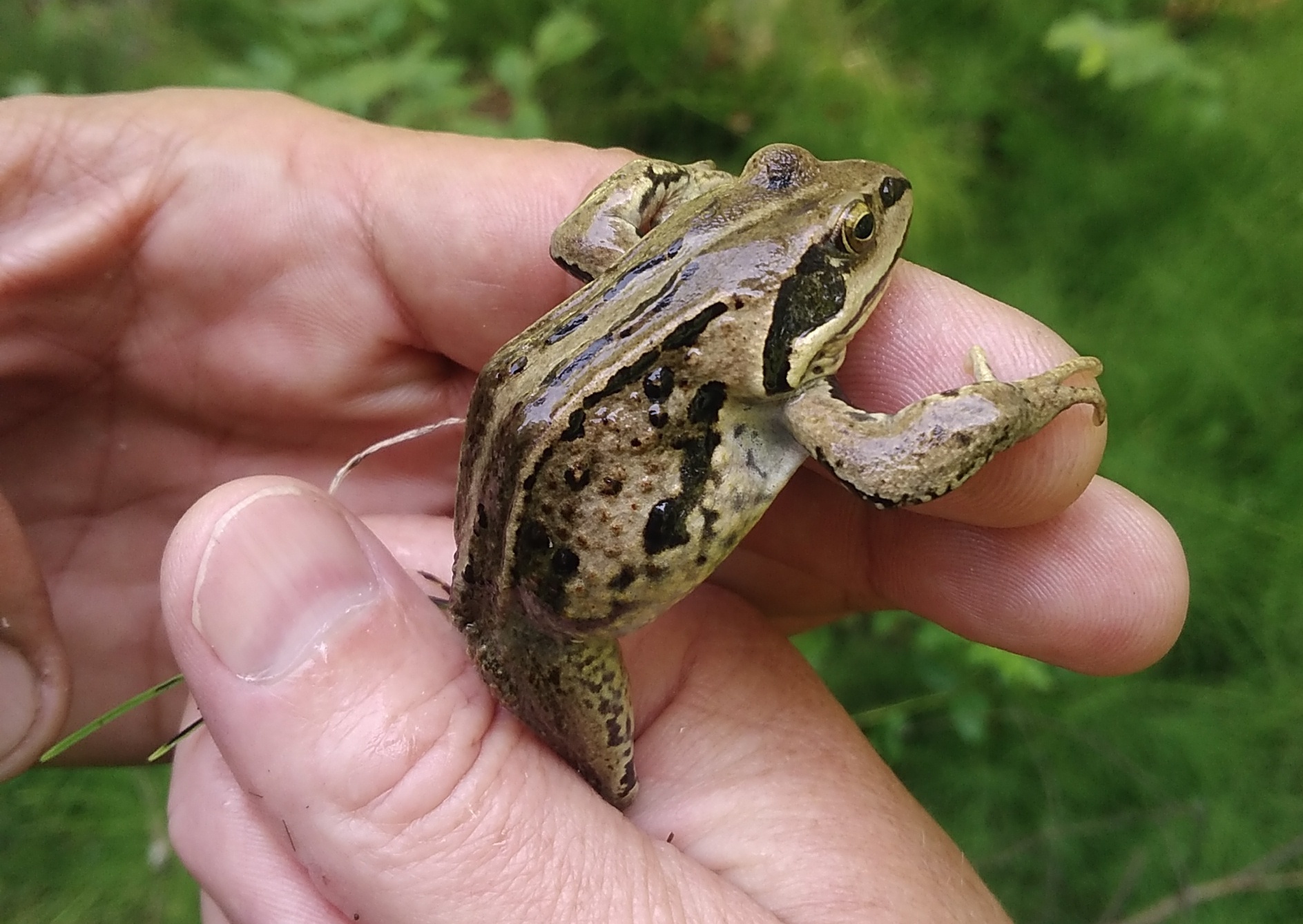 Rana amurensis Boulenger, 1886