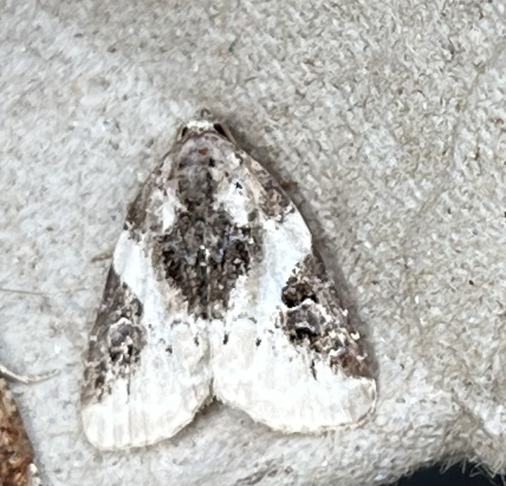 Pink-barred Pseudeustrotia Moth from Cedar St, Saugeen Shores, ON, CA ...