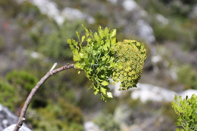 Blisterbush from Table Mountain (Nature Reserve), Cape Town, Südafrika ...