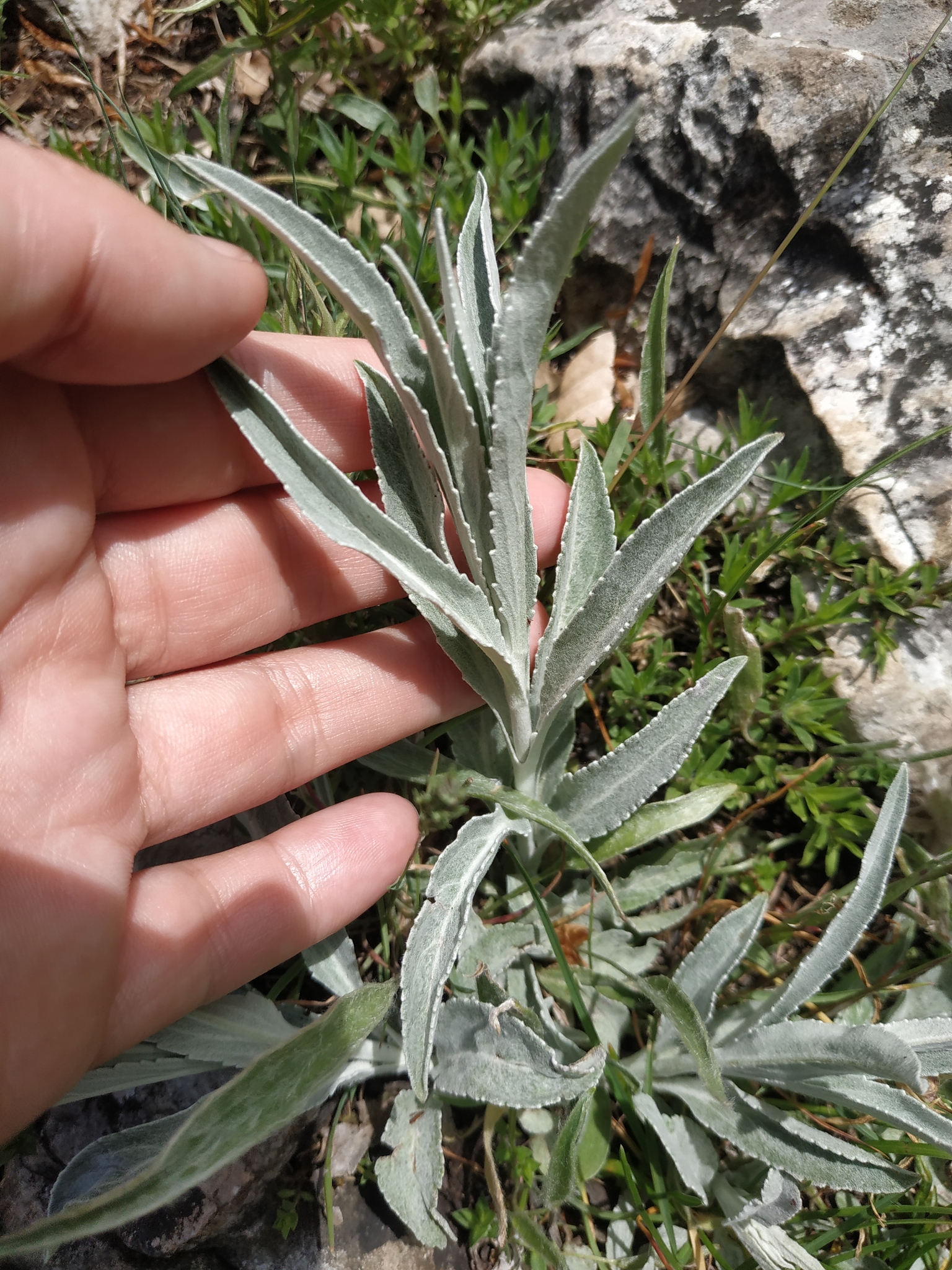Veronica incana subsp. incana