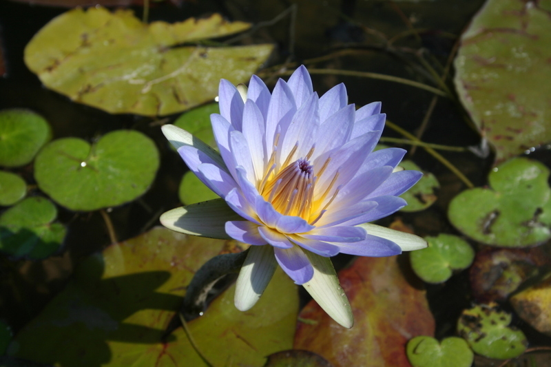 Blue Water Lily from E of Rundu, Kavango, Namibia on October 10, 2008 ...