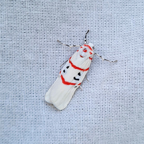 Cyana signa · iNaturalist United Kingdom