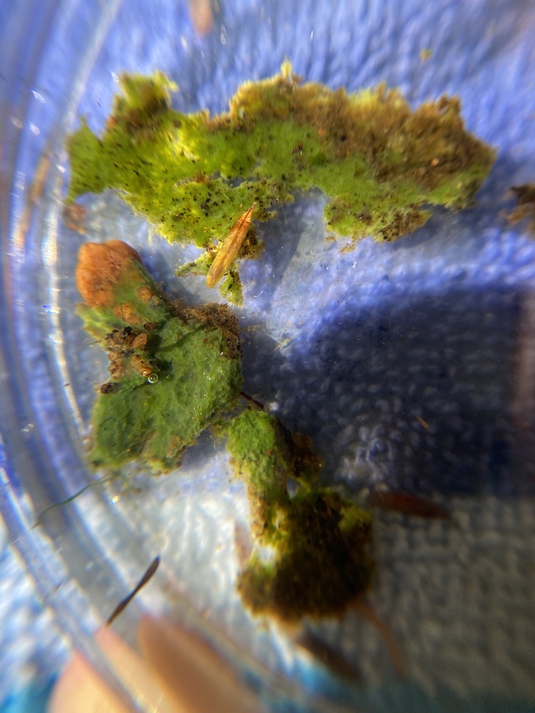 Freshwater Sponges from The Adirondack Park, Croghan, NY, US on July 14 ...