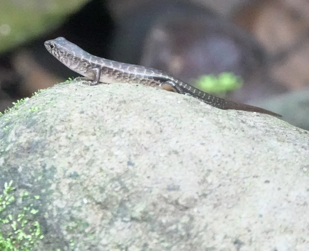 Jagor's Sphenomorphus from Consocep Nature Park: falls, Tigaon ...