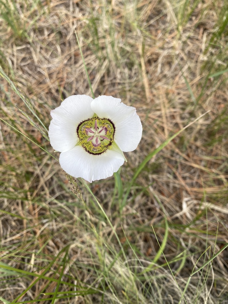 Arizona mariposa lily from Coconino National Forest, Flagstaff, AZ, US ...