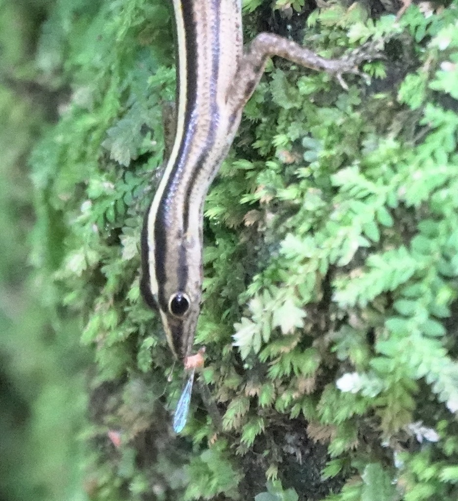 Yellow-striped Slender Tree Skink from Consocep Nature Park: falls ...