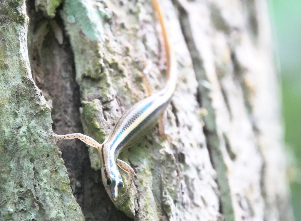 Yellow-striped Slender Tree Skink from Consocep Nature Park: trail to ...