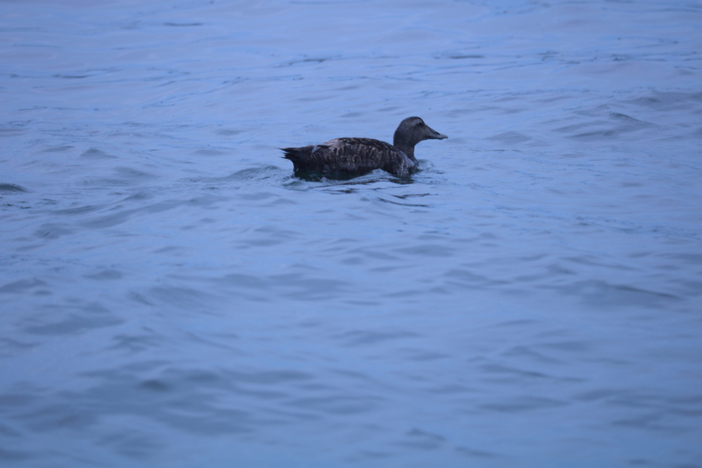 Common Eider from Plymouth County, MA, USA on July 3, 2022 at 10:43 AM ...