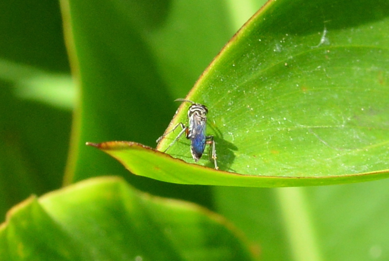 Liris subtessellatus (F.Smith, 1856)